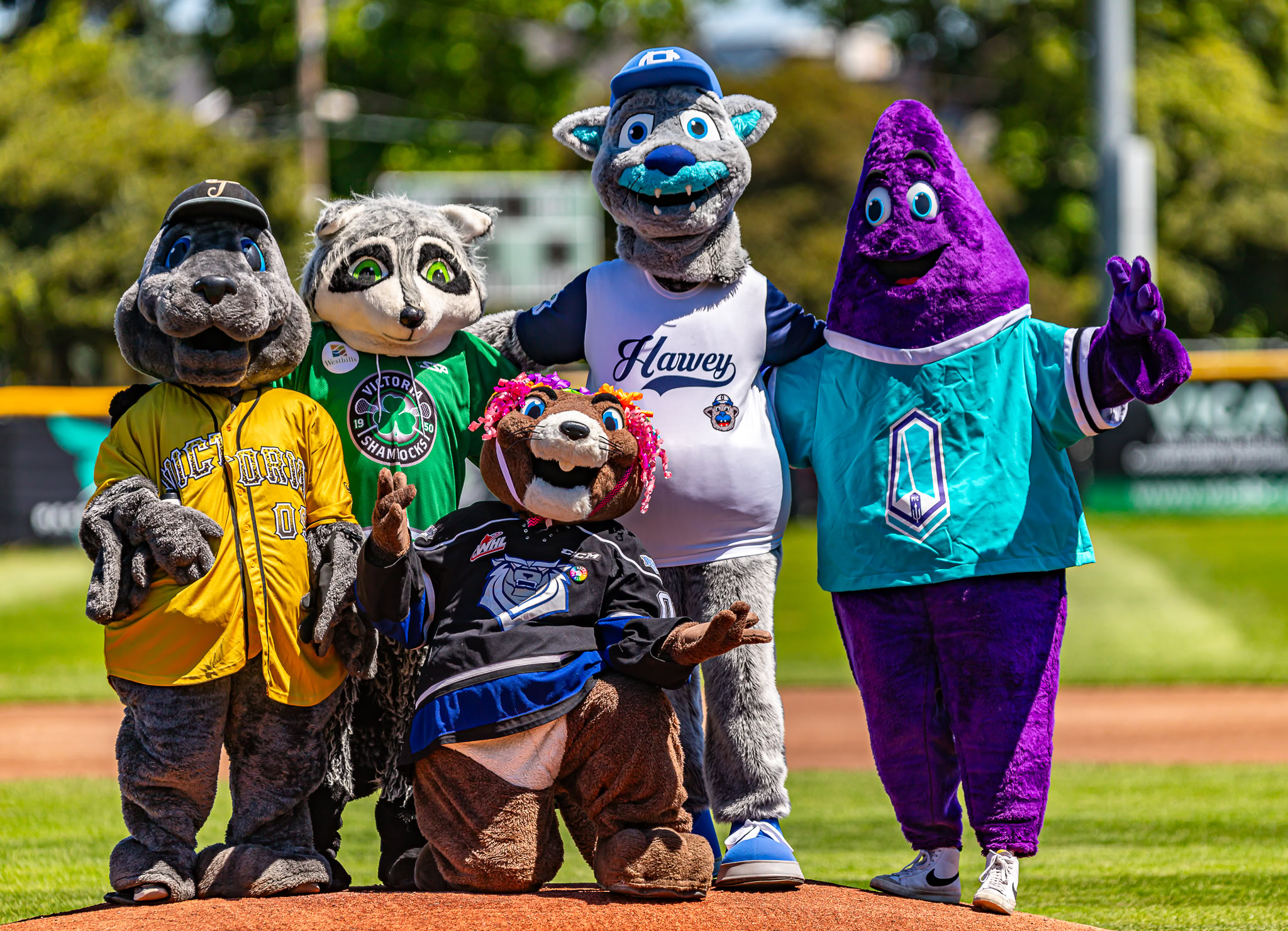 Victoria HarbourCats - HarbourCats offence comes to life scoring 19 ...